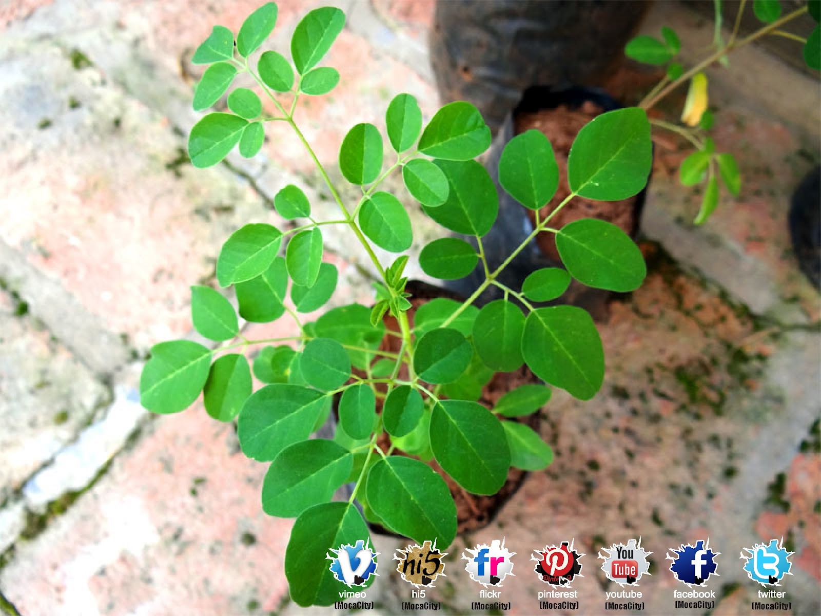 ::MOCACITY::: LA PLANTA MEDICINAL MORINGA: Sus efectos secundarios y ...