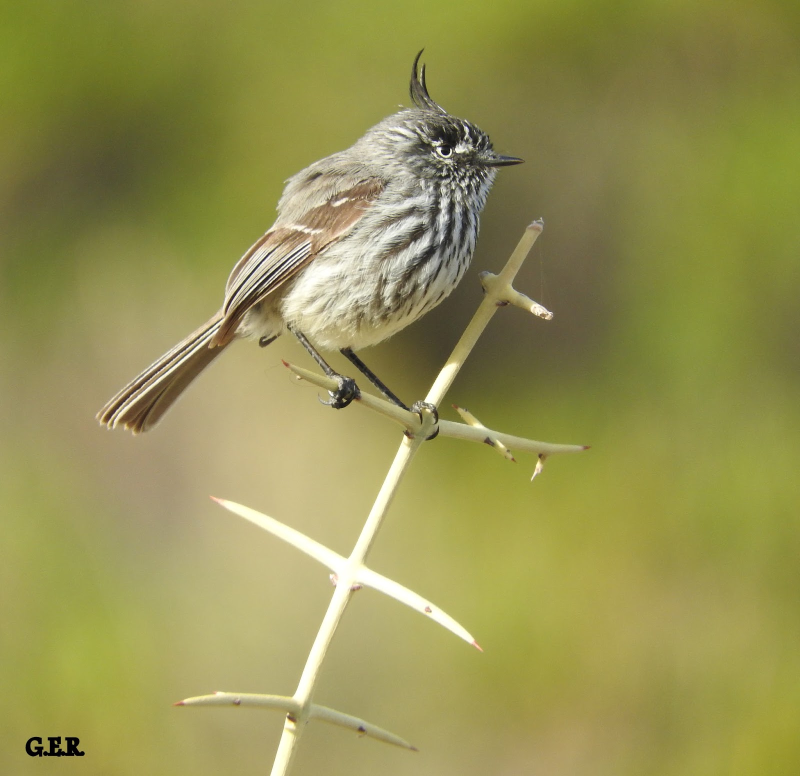 Aves del Golfo San Jorge: Mix de insectivoros de estepa