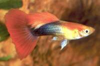Guppy Fish: Naming guppy varieties