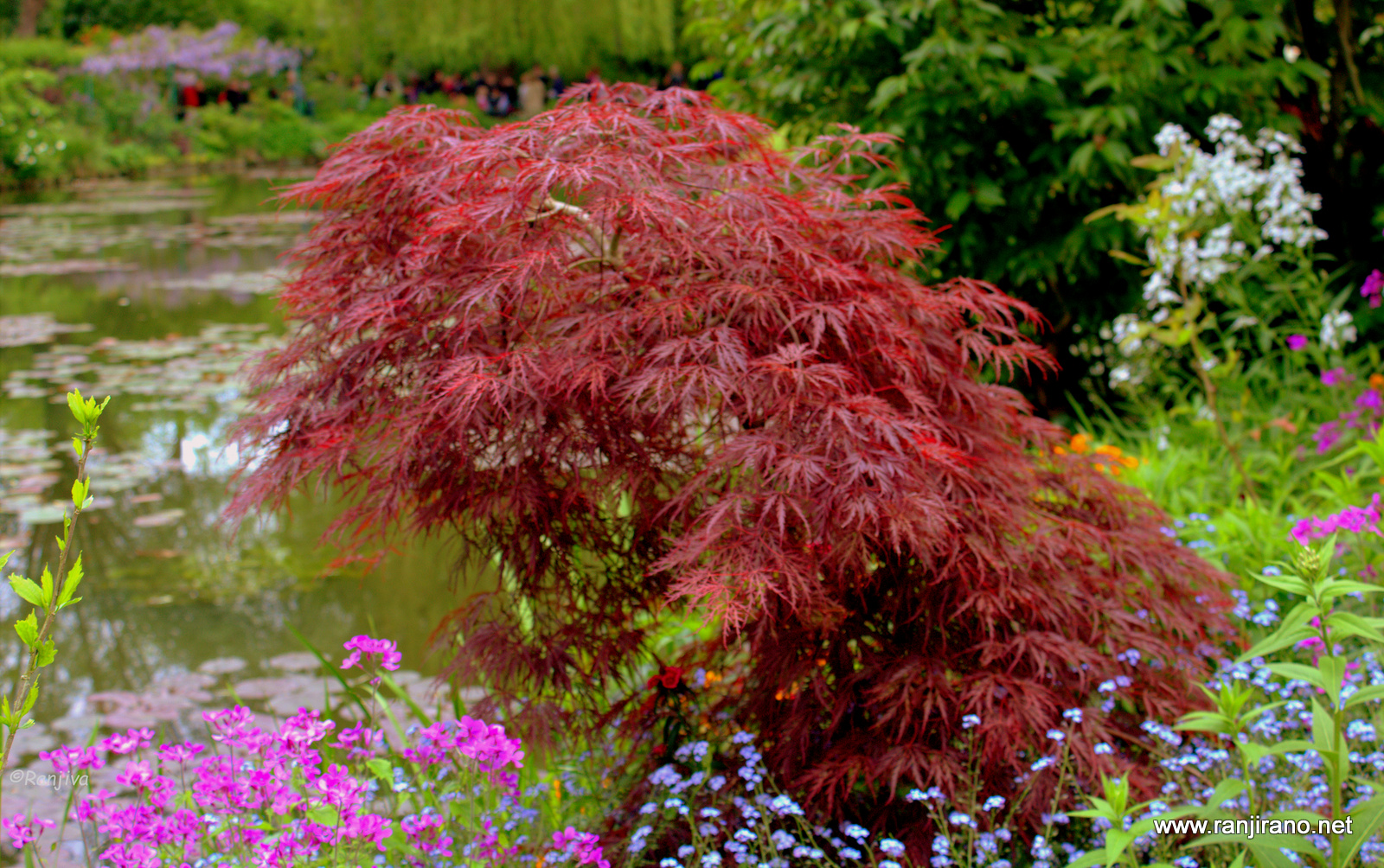 Elégant et magnifique, aux couleurs flamboyantes [Erable de japon ...