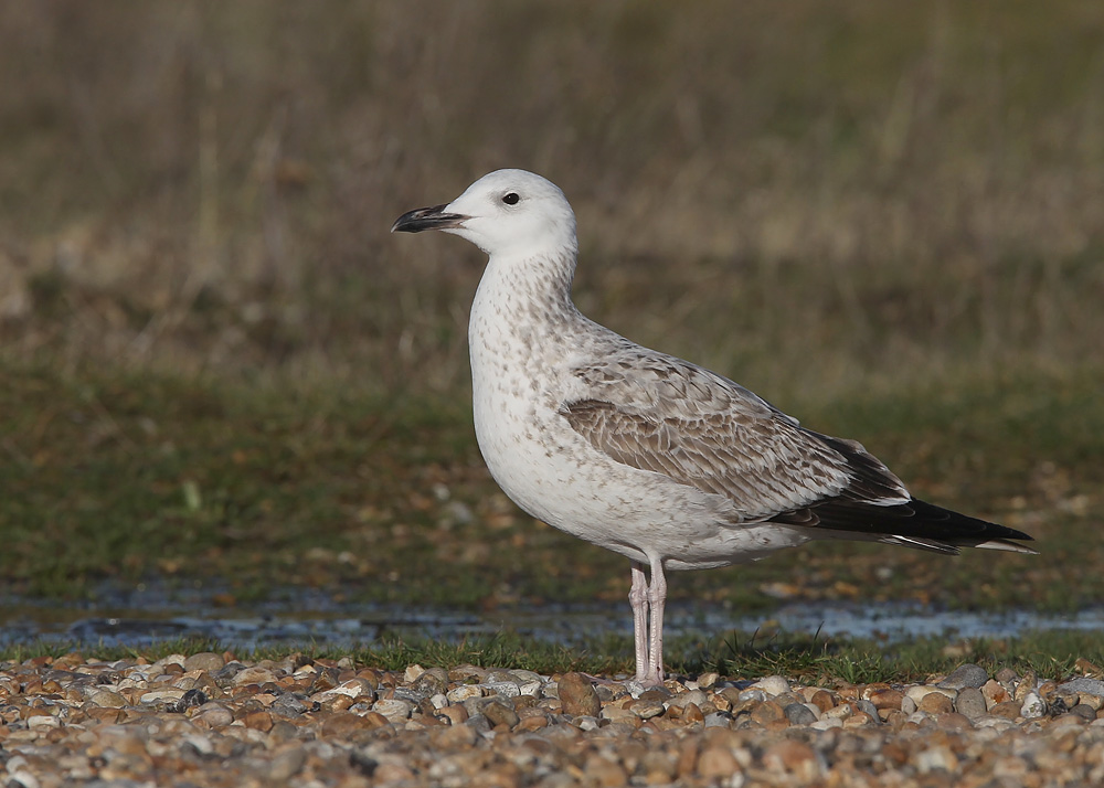 Richard Smith - Birdwatching Days Out: CASPIAN GULL, 1st winter ...
