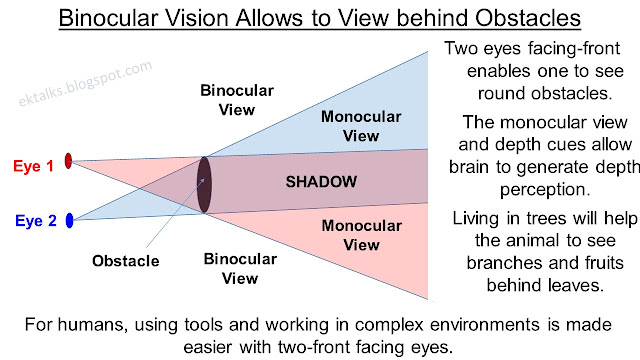 ektalks: Why Do Humans Have two Front-Facing Eyes? An Analysis and Some ...