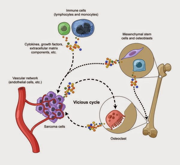 Human body flow diagram mania: Cycle of formation and breakdown of bone ...