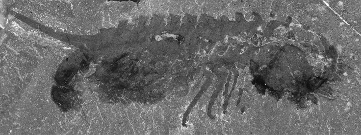 PREDATORE MARINO CON UNA TESTA TASCABILE