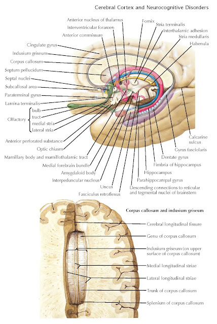 RHINENCEPHALON AND LIMBIC SYSTEM - pediagenosis