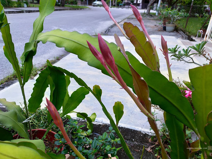 Bunga Bakawali - Kaktus Unik Manfaat