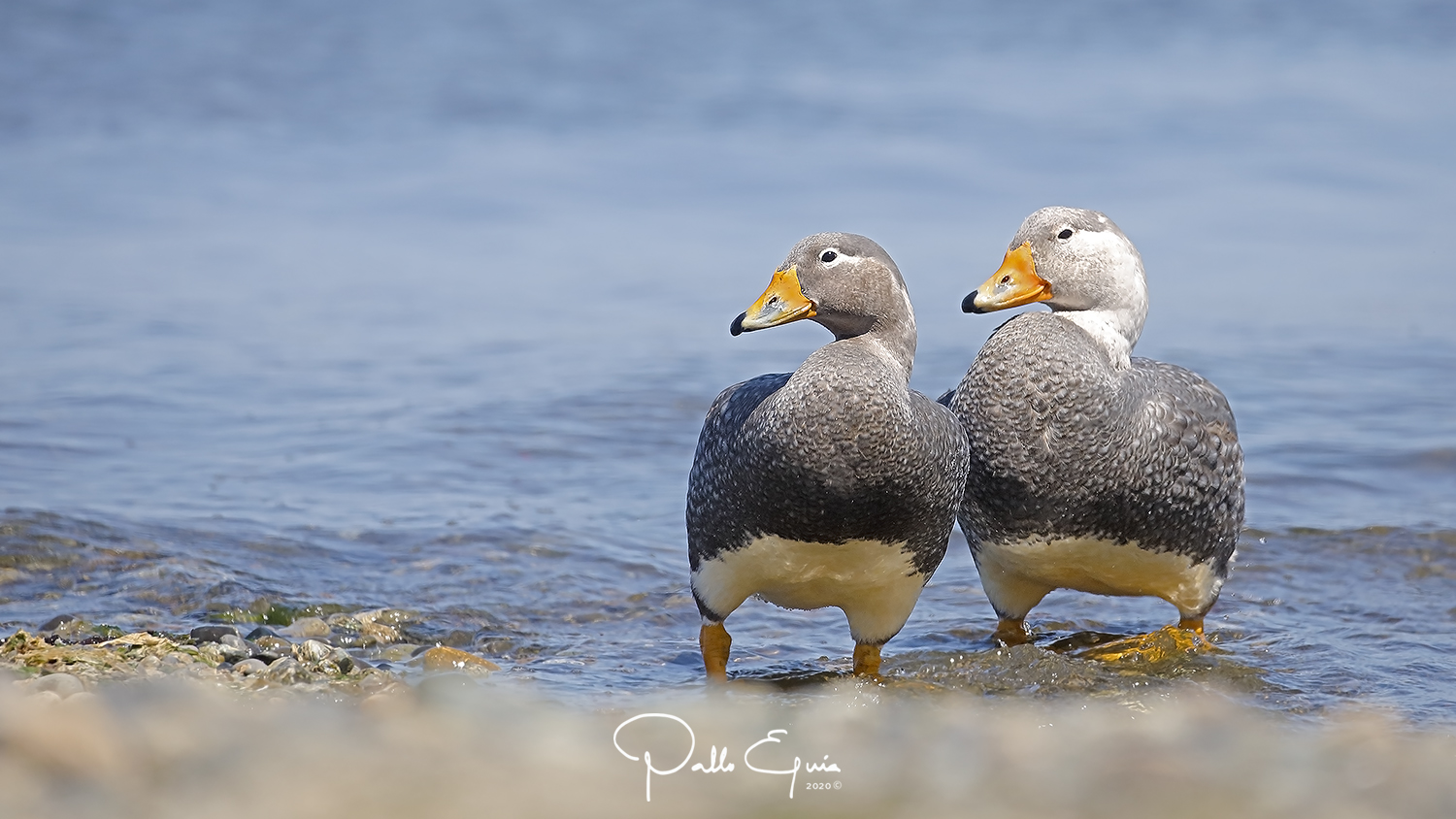 mis fotos de aves: Tachyeres patachonicus Quetro Austral Flying Steamer ...