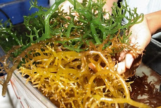 alamcyber 2020: RUMPAI LAUT TIADA KOLAGEN?