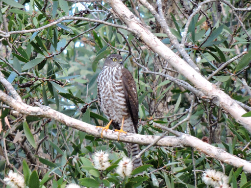 Birding - Tweed Heads - Australia: Tweed Bird List with Photos
