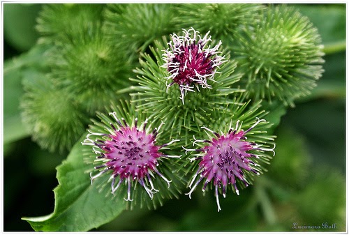 Alkimystika: Bardana (Arctium lappa)