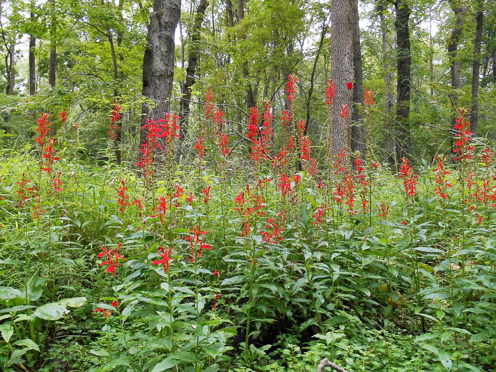 Princeton Nature Notes: The Summer of the Cardinal Flower
