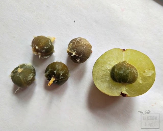 Indyjski agrest - owoce amla