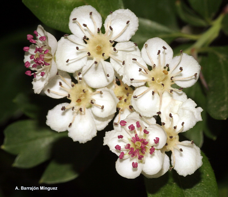 Naturaleza Viva: Crataegus monogyna Jacq. Fam: Rosaceae