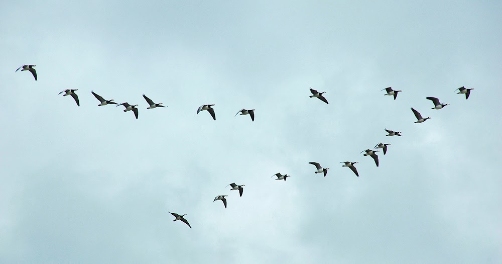 Maynard Life Outdoors and Hidden History of Maynard: Birds of a Feather...