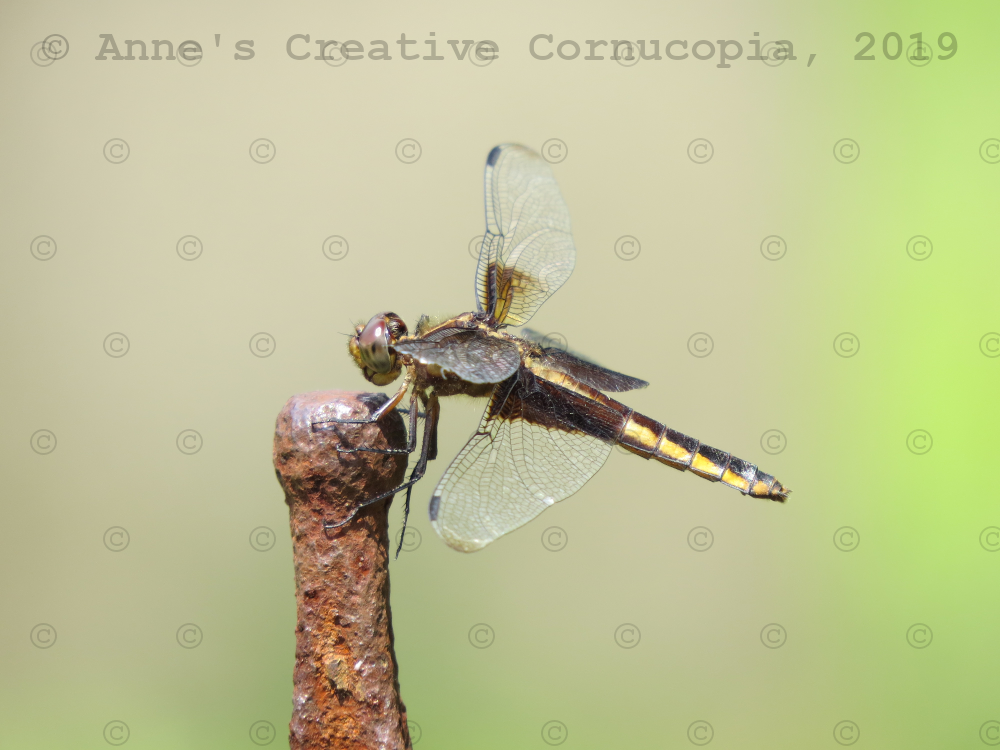 Anne's Creative Cornucopia: Dragonfly, Cicada Killer Wasp - Photograph