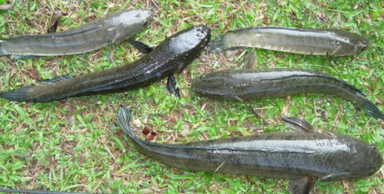 10+ Terbaru Gambar Ikan Gabus Toman