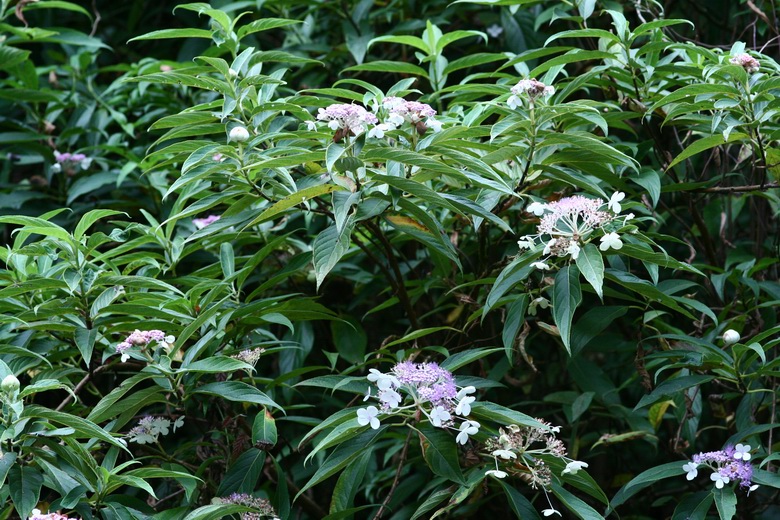 Hydrangea longifolia care and culture | Travaldo's blog