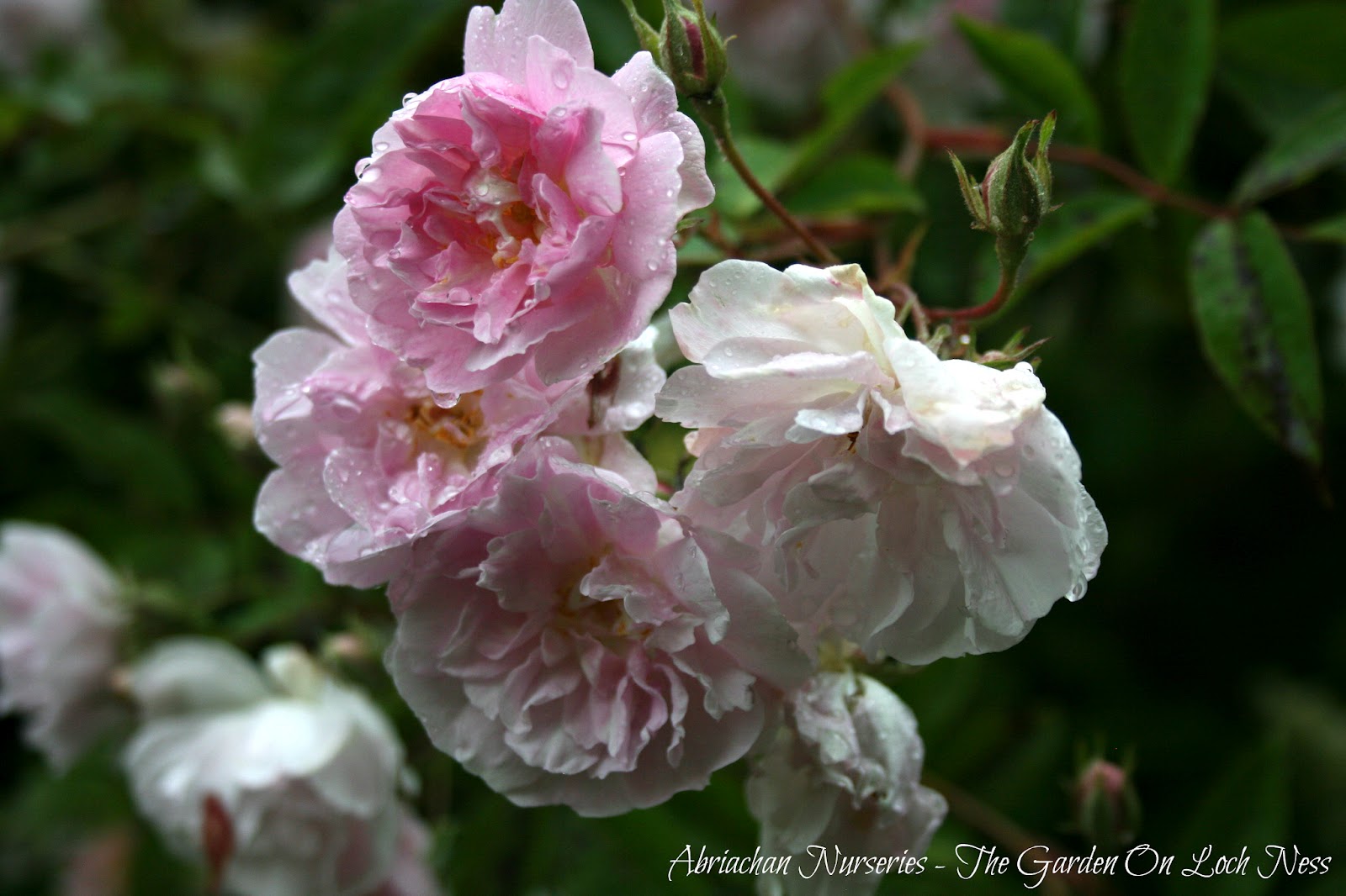 Abriachan Nurseries - The Garden On Loch Ness: Opulence