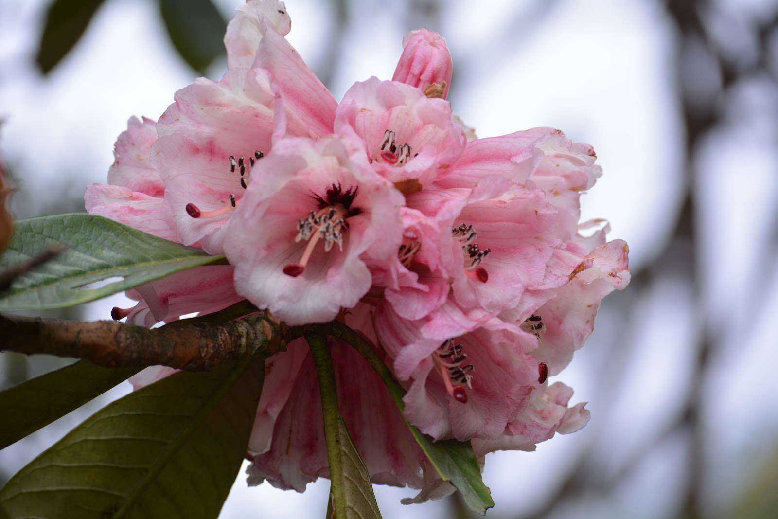 Varsey: The Land of Guras