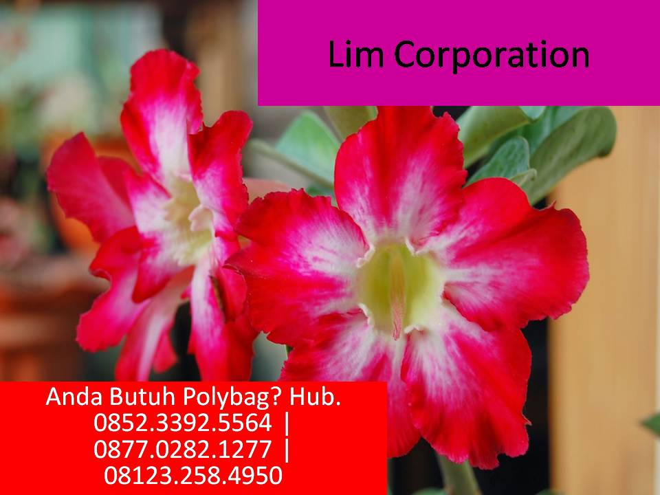 Cari Gambar Bunga Kamboja Di Pot