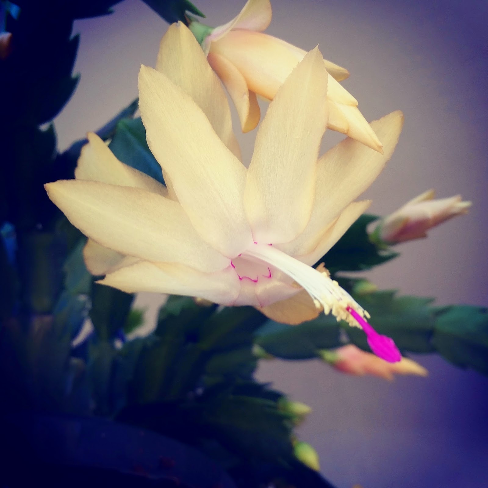 Florida Landscape Design Blog by Connie Helena: Flower of December: The ...