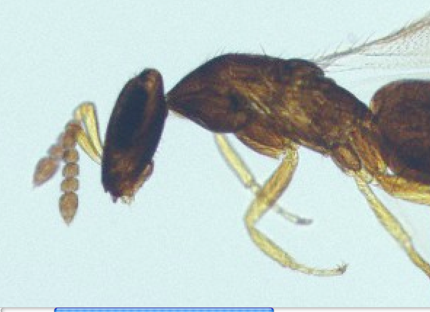 Cuthbert - 7th Grade Science Day to Day: October 2012