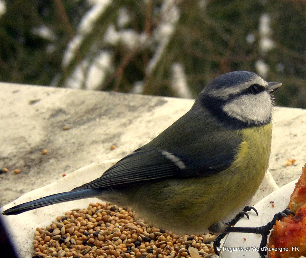 La mésange. (Morale)Regards et Vie d'Auvergne