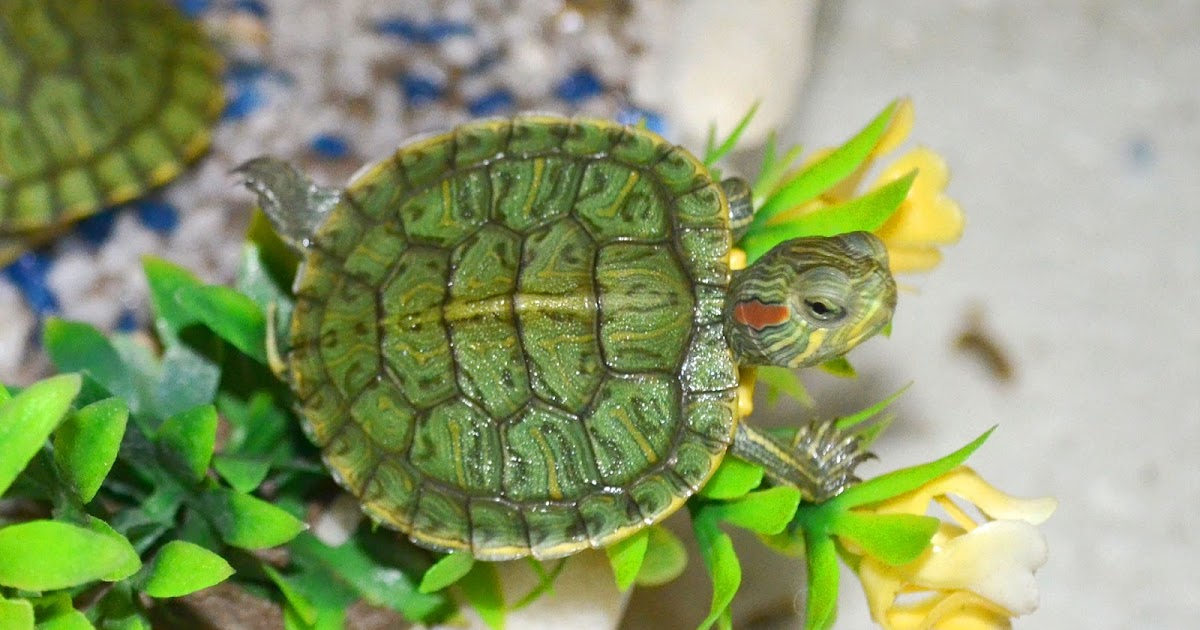 TARTARUGA-TIGRE - TRACHEMYS DORBIGNI