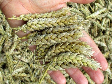 5 Acres & A Dream: Wheat Harvest