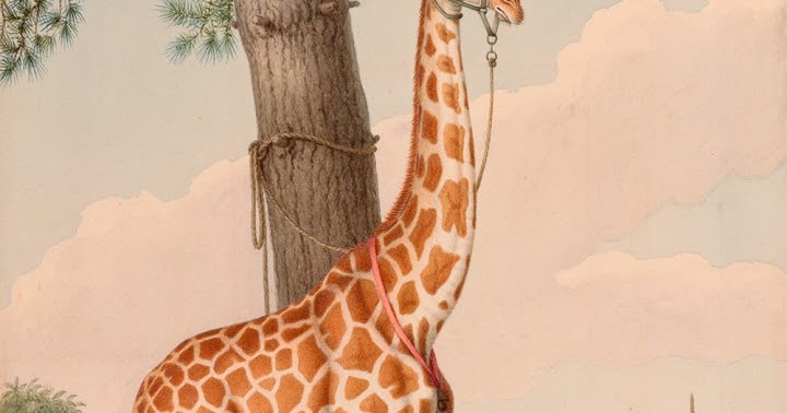 Música, arte y cultura: HOW ZARAFA, FRANCE’S FIRST GIRAFFE, BECAME A ...