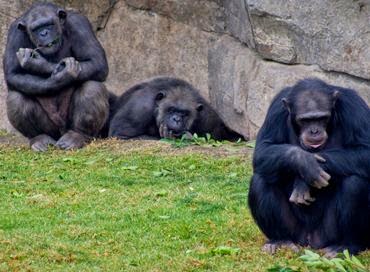 ¿Mejoran su estatus social los animales innovadores?