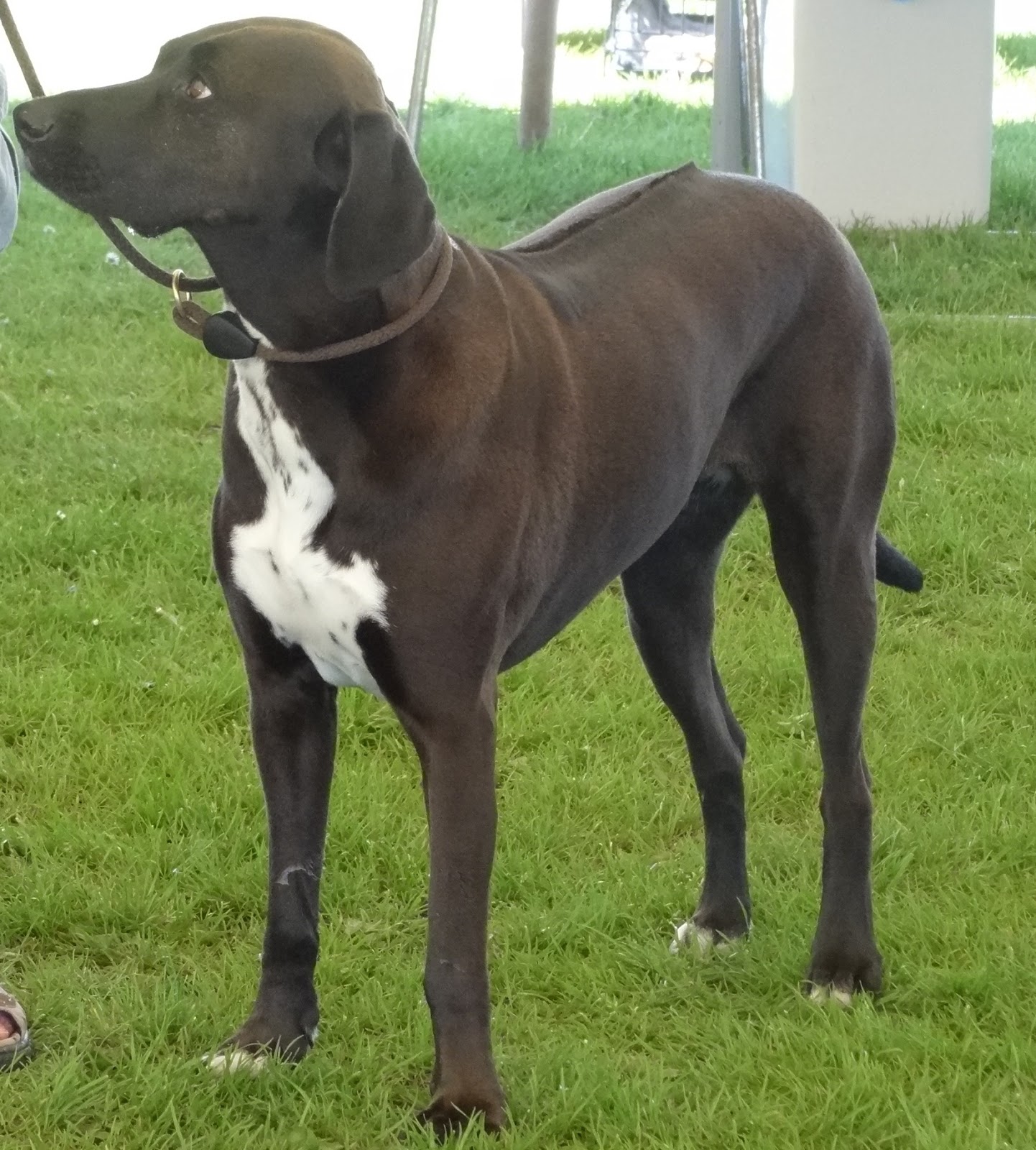 Matron's Dogblog: The Ridgeback Gene