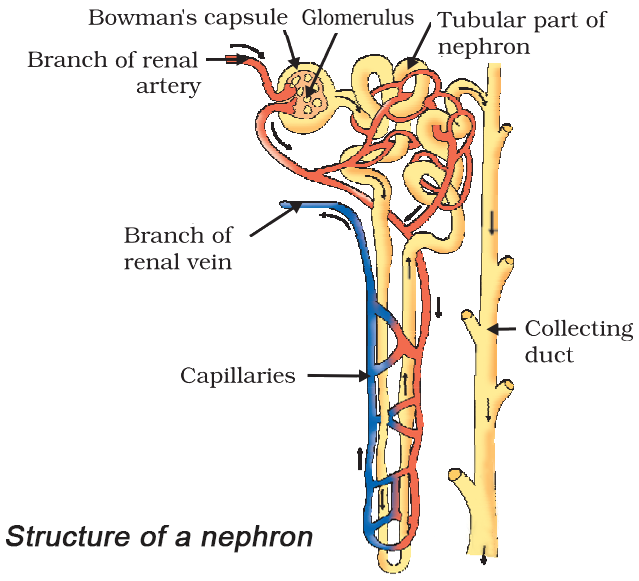 6. Life Processes | Class 10 CBSE | Web Notes | Part 5 | Excretion