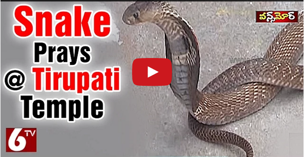 Snake Offers Prayer To Tirupati Balaji Temple - Our Telangana