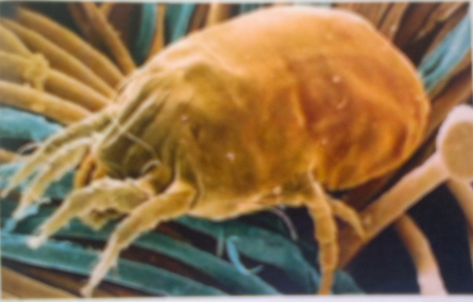 Aspirador Perfecto del Hogar: ¿ Conoces a los Acaros que viven en tu casa