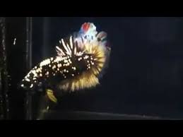 Jenis Ikan Cupang Avatar