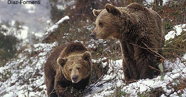 El Bosque del Oso: Bienvenido/a a El Bosque del Oso