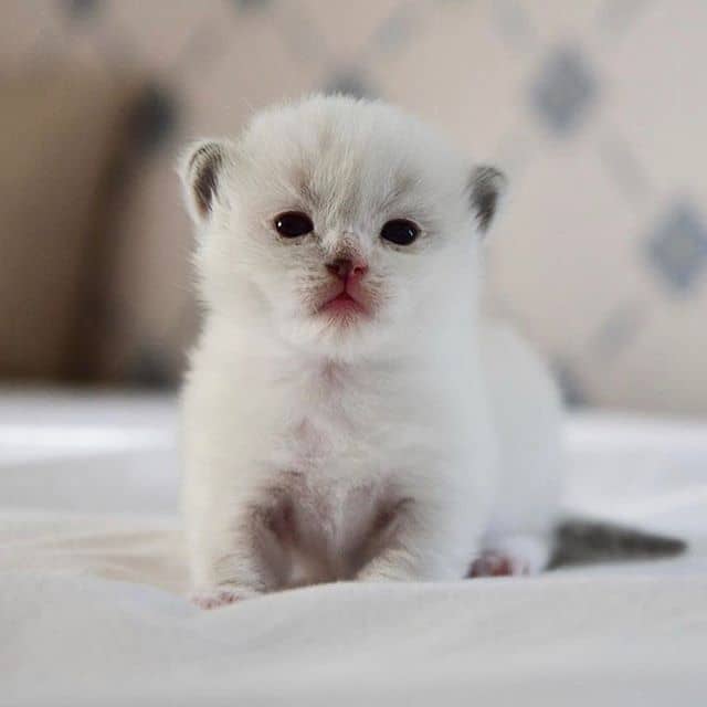 SHORTHAIR Ragdoll GATINHOS PARA VENDA, Ragdoll bonito onde comprar gato ...