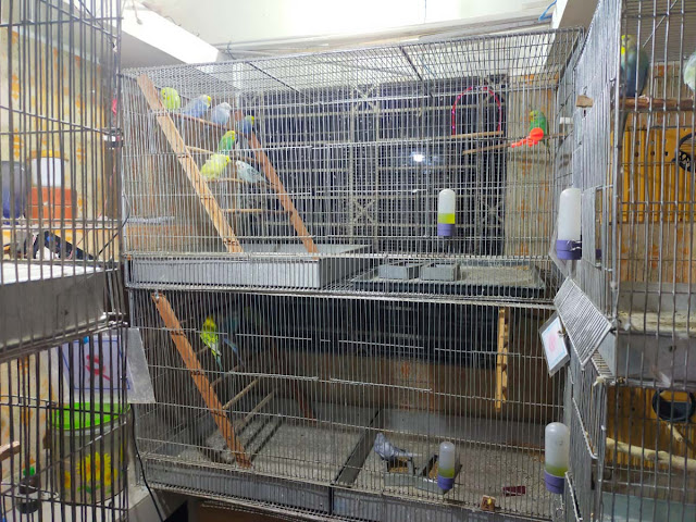 My Budgie Setup - Exotic Bird Breeders in Bangladesh