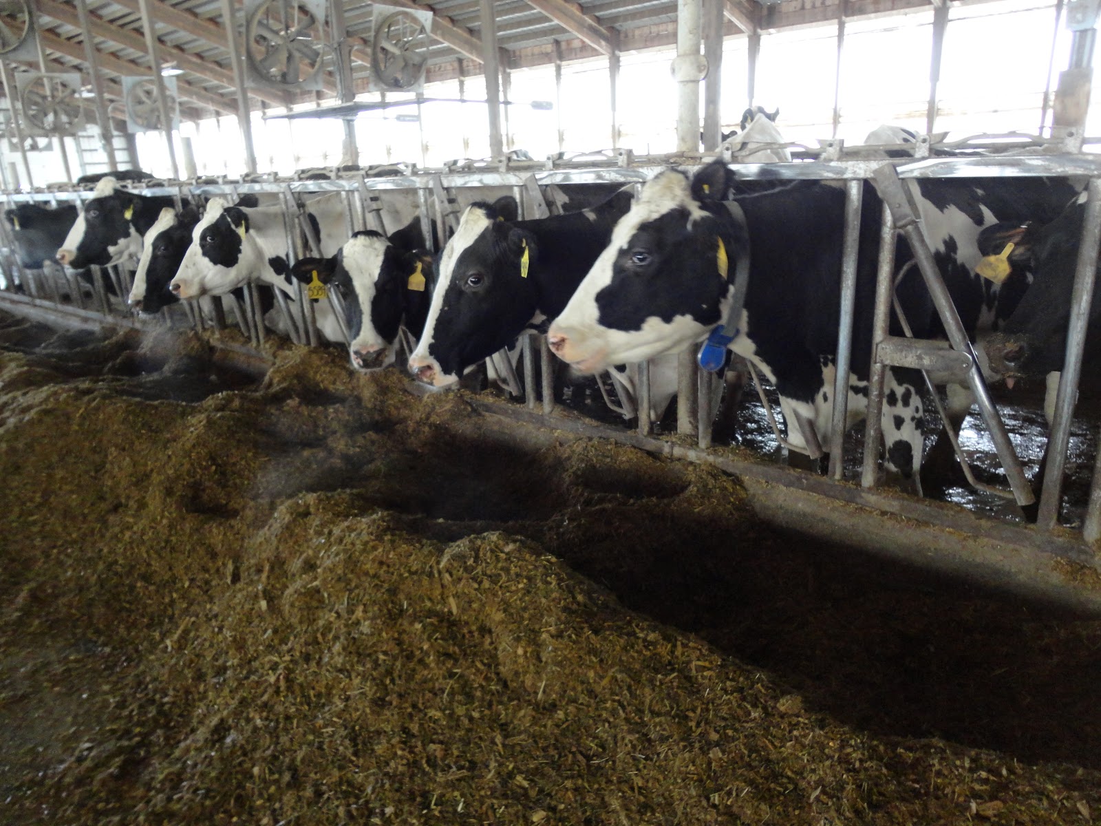 A Day in the Life of a Cow Vet: Debunking the "Evils" of "Factory" Farming