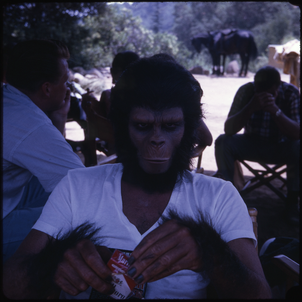 Archives Of The Apes