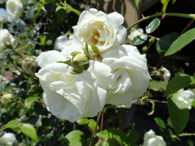 Ramblin' with AM: Wednesday Flowers - Cutler Roses