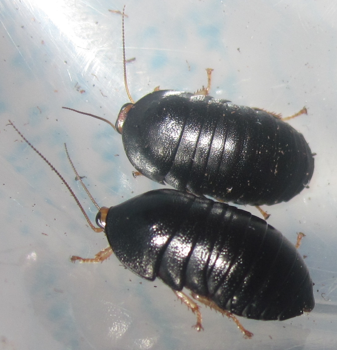 Invertebrate Dude: Perisphaerus punctatus: New Roly Poly Roaches!!!