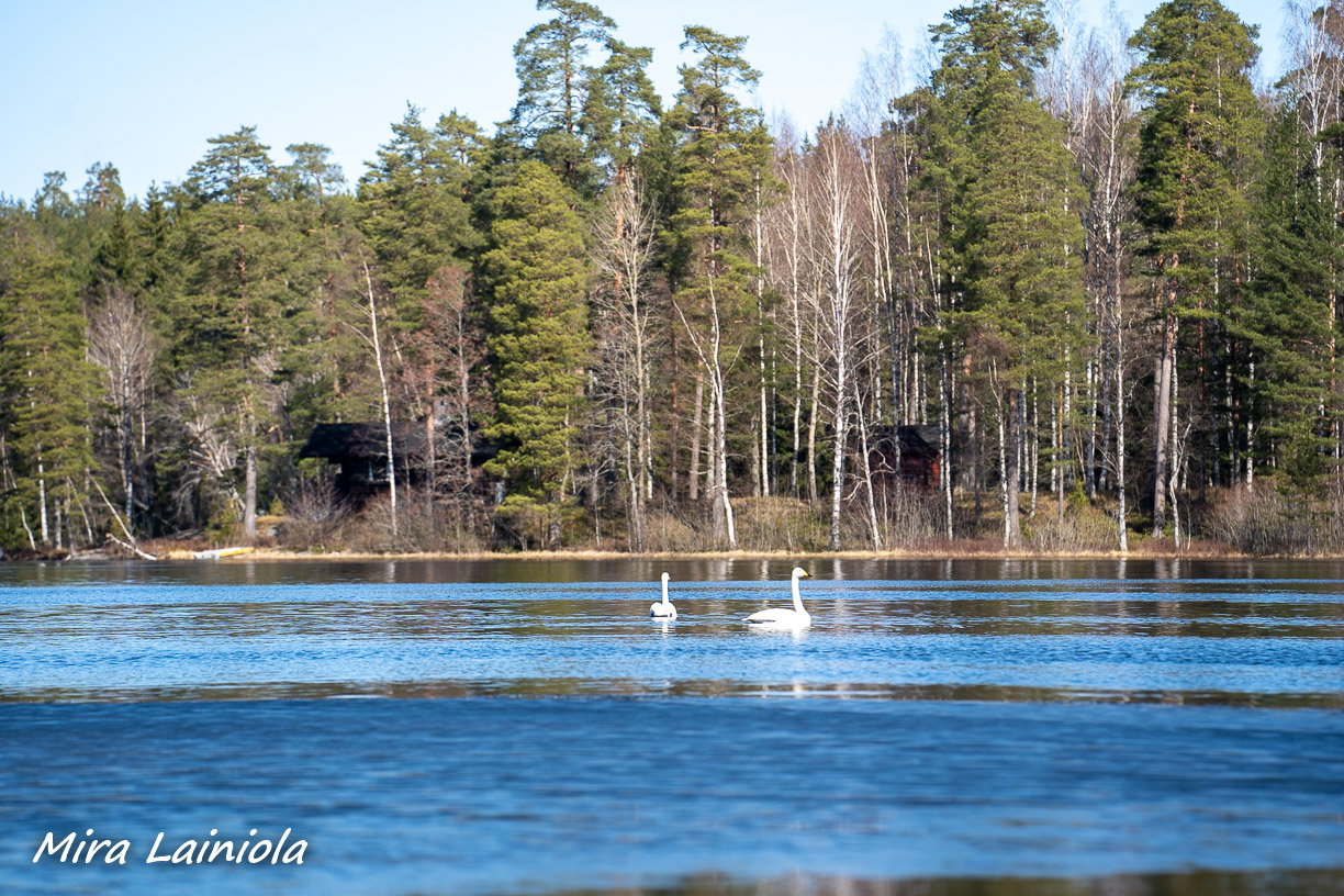 Luontohetkiblogi: Risslan metsäpolku Fiskarsin ruukkikylän kupeessa ...