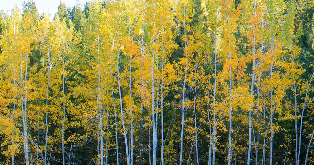 Right now the trees are walking around ...