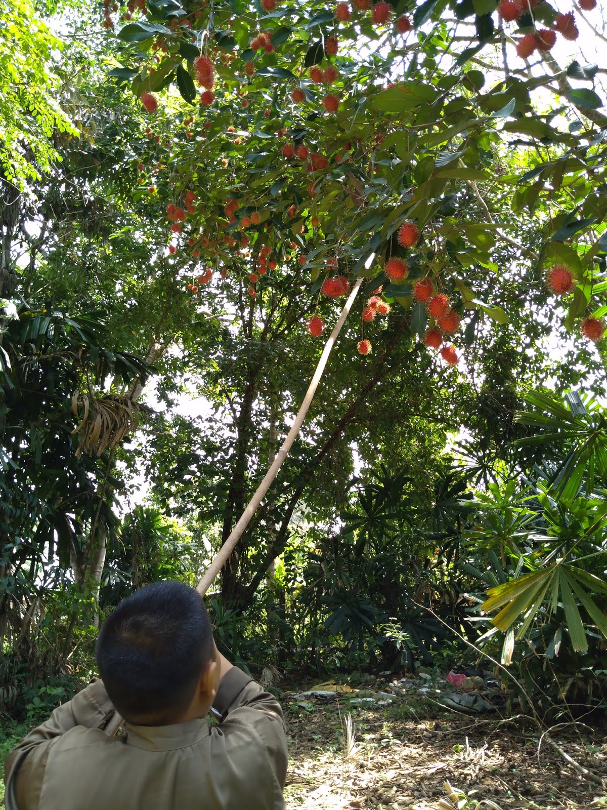 namakucella: RAMBUTAN BIJI @ RAMBUTAN HUTAN