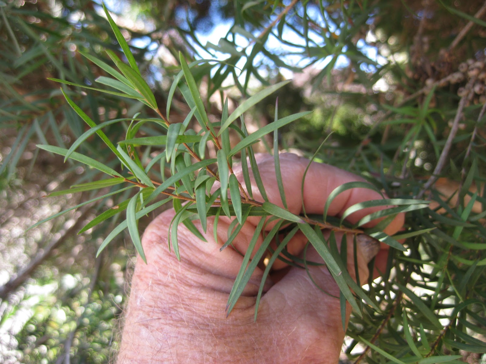 Trees of Santa Cruz County: Melaleuca linariifolia - Flax leaf Paperbark