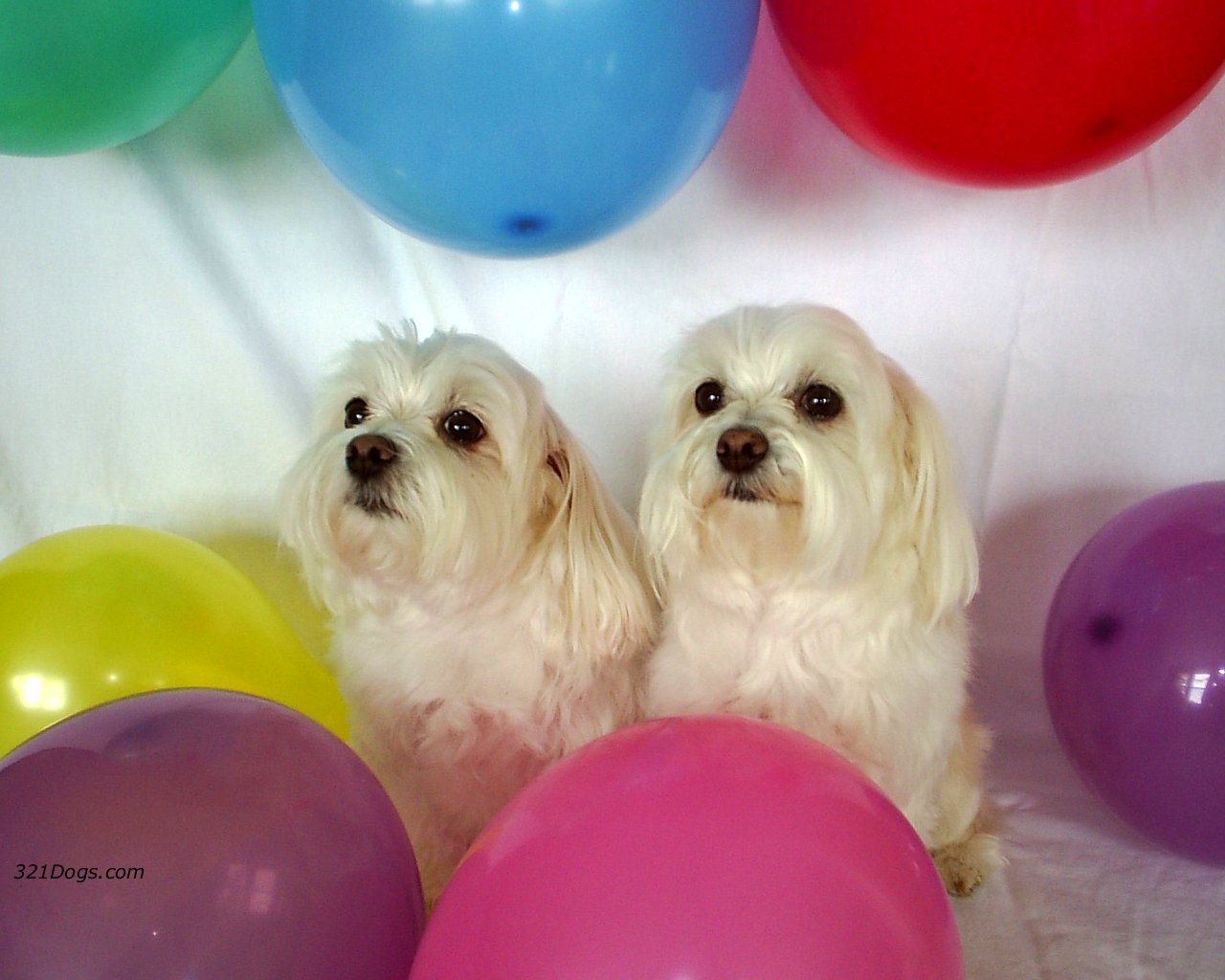 Gambar Anjing Maltese Cantik | Stambum