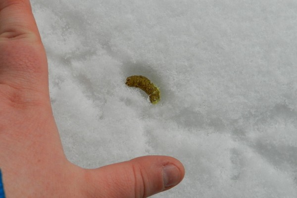 Nature in a Nutshell: Snow tracks: Ruffed Grouse
