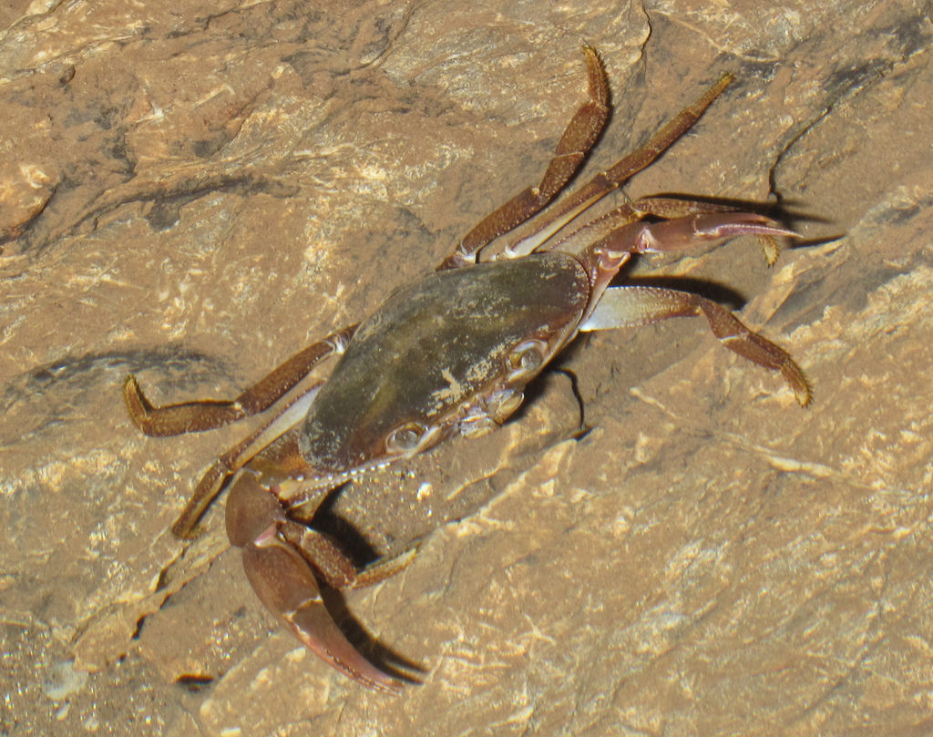 Jaiba o Cangrejo de río de la Hispaniola. | Fauna Dominicana